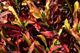 Croton Plant Varieties for Indoors and Outdoors With Care Tips