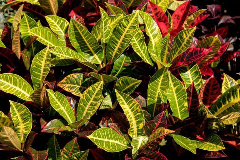 Croton Plant Varieties for Indoors and Outdoors With Care Tips