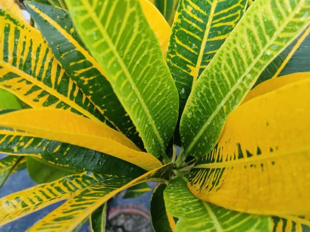 Croton Plant Varieties for Indoors and Outdoors With Care Tips
