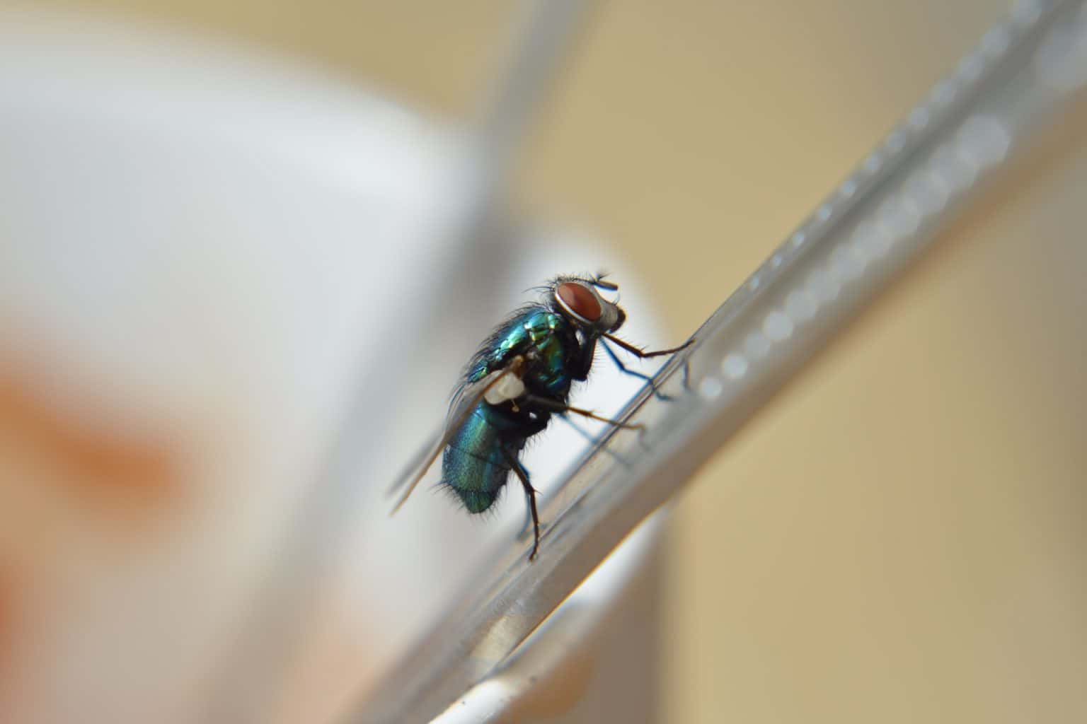 How to Get Rid of House Flies Quickly and Keep Them Out Permanently
